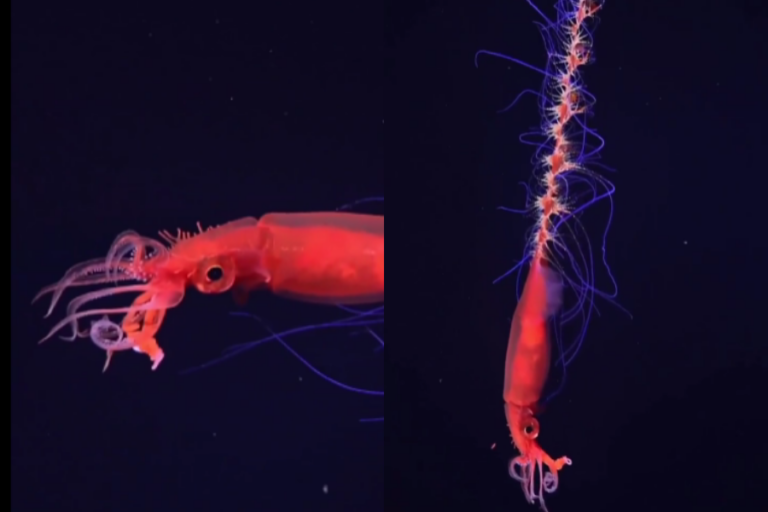 The Weirdest Residents of the Ocean’s Hidden World - Blossom
