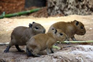 From Fluffy to Fierce: These Are the Cutest Baby Animals on Earth