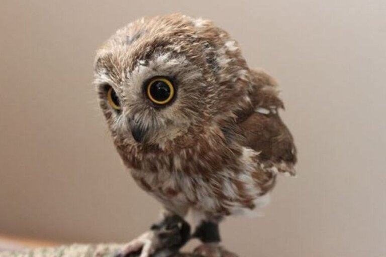 From Fluffy to Fierce: These Are the Cutest Baby Animals on Earth