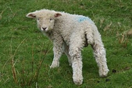 From Fluffy to Fierce: These Are the Cutest Baby Animals on Earth