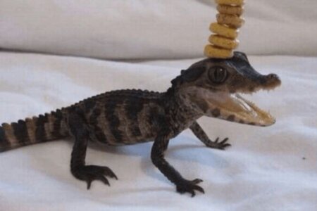 From Fluffy to Fierce: These Are the Cutest Baby Animals on Earth