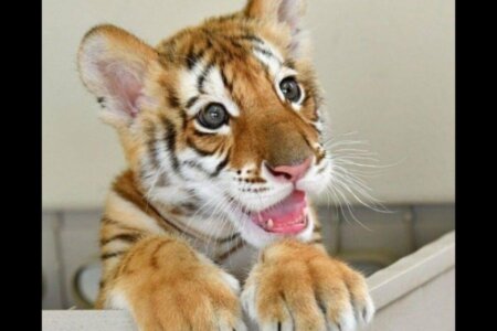 From Fluffy to Fierce: These Are the Cutest Baby Animals on Earth