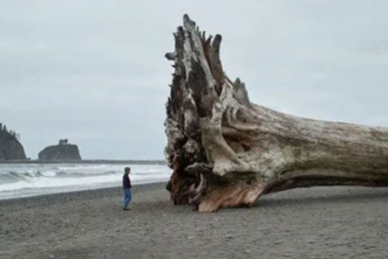 Photos of Mega Objects That We Can't Believe Are Actually Real - Blossom