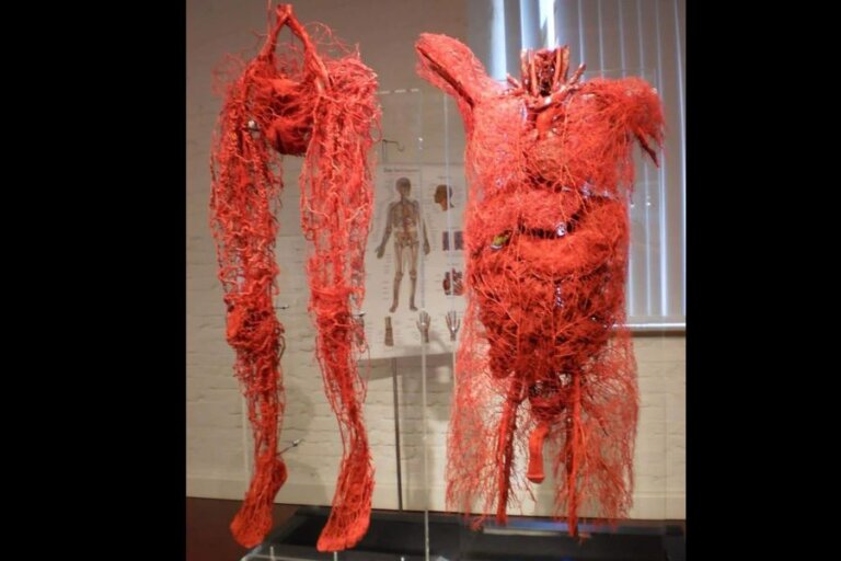 Discover 45 Unbelievable Facts About the Human Body You Never Knew ...