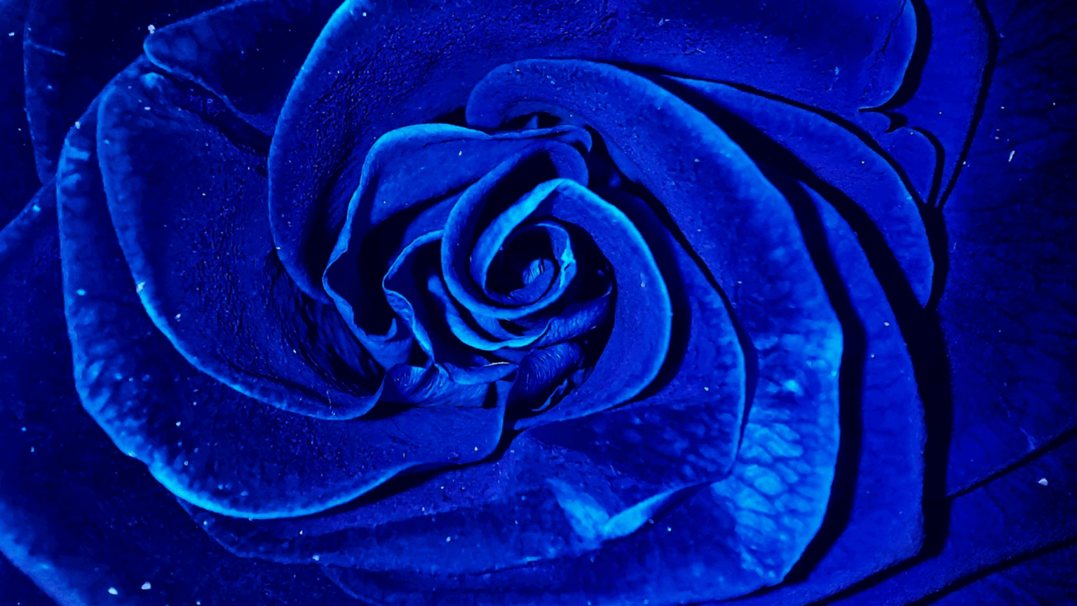 This Japanese Company Made the ‘Impossible’ Blue Rose a Reality - Blossom