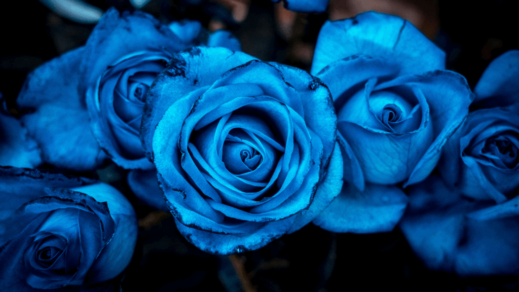 This Japanese Company Made the ‘Impossible’ Blue Rose a Reality - Blossom