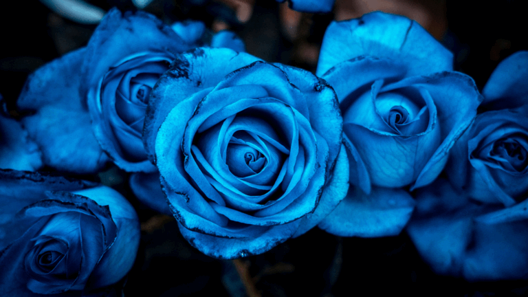This Japanese Company Made the ‘Impossible’ Blue Rose a Reality - Blossom