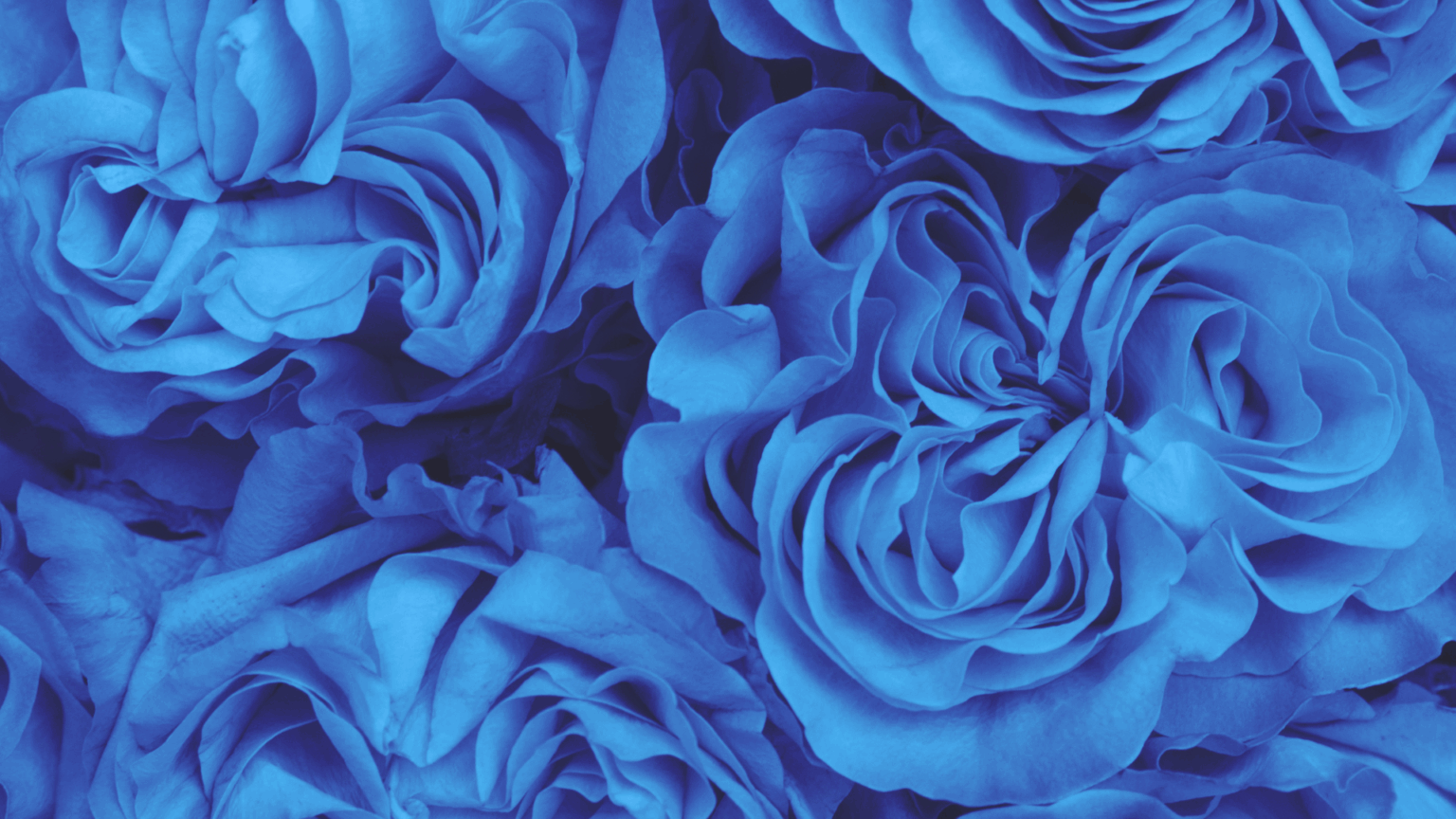 This Japanese Company Made the ‘Impossible’ Blue Rose a Reality - Blossom