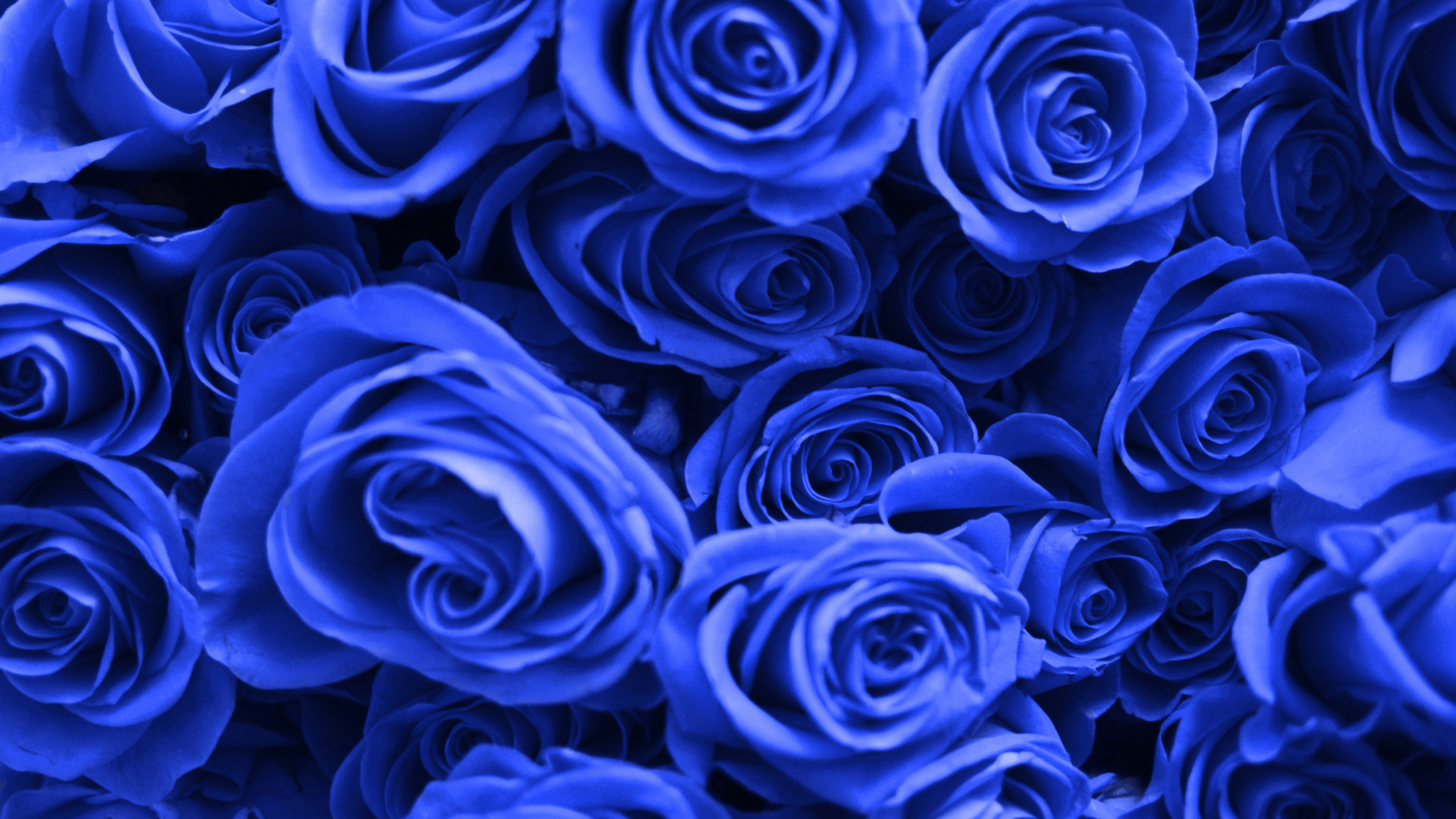 This Japanese Company Made the ‘Impossible’ Blue Rose a Reality - Blossom