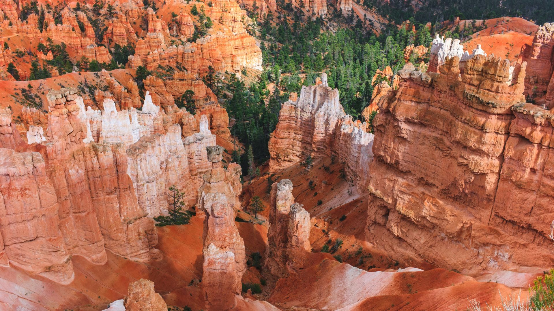 Lost Tectonic Plate Resurfaces After 20 Million Years - Blossom